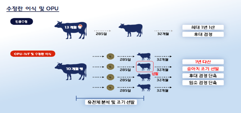 국내 최초 '민간 한우 씨수소' 선발…OPU-­IVF 생명공학 기술 활용