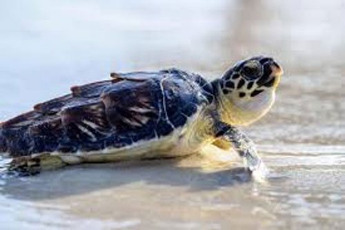 아부다비 자택격리령 시행 후 자연 생태계 복원 이어져